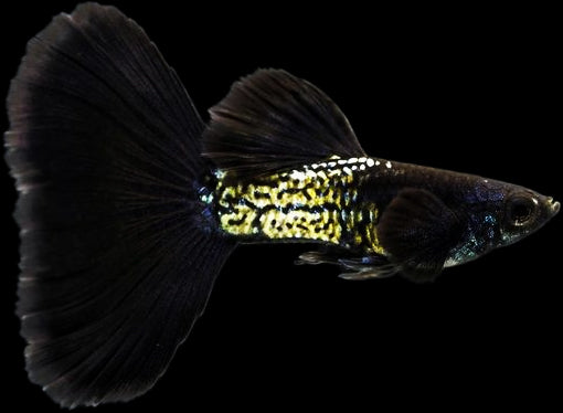 Guppys – Jadren Aquatics