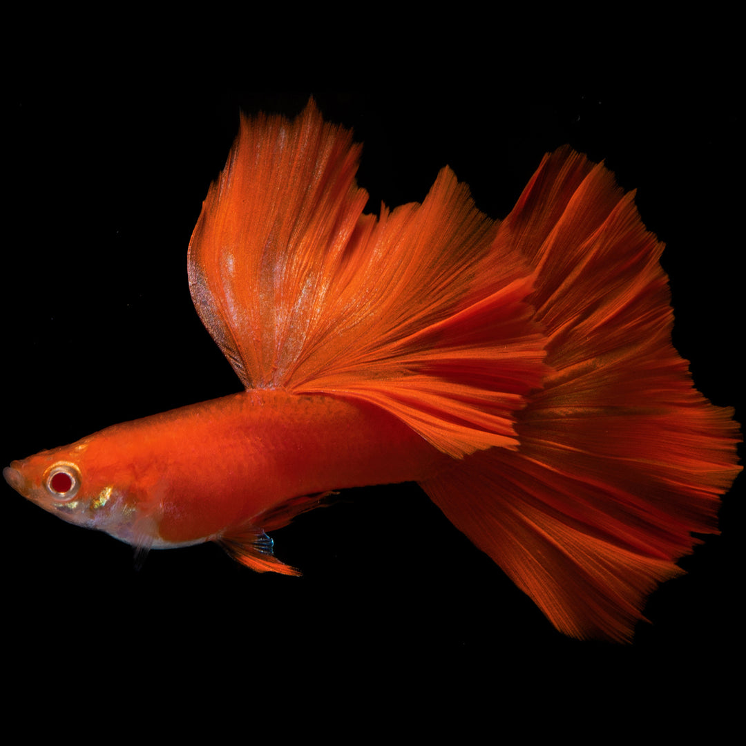 Guppys – Jadren Aquatics