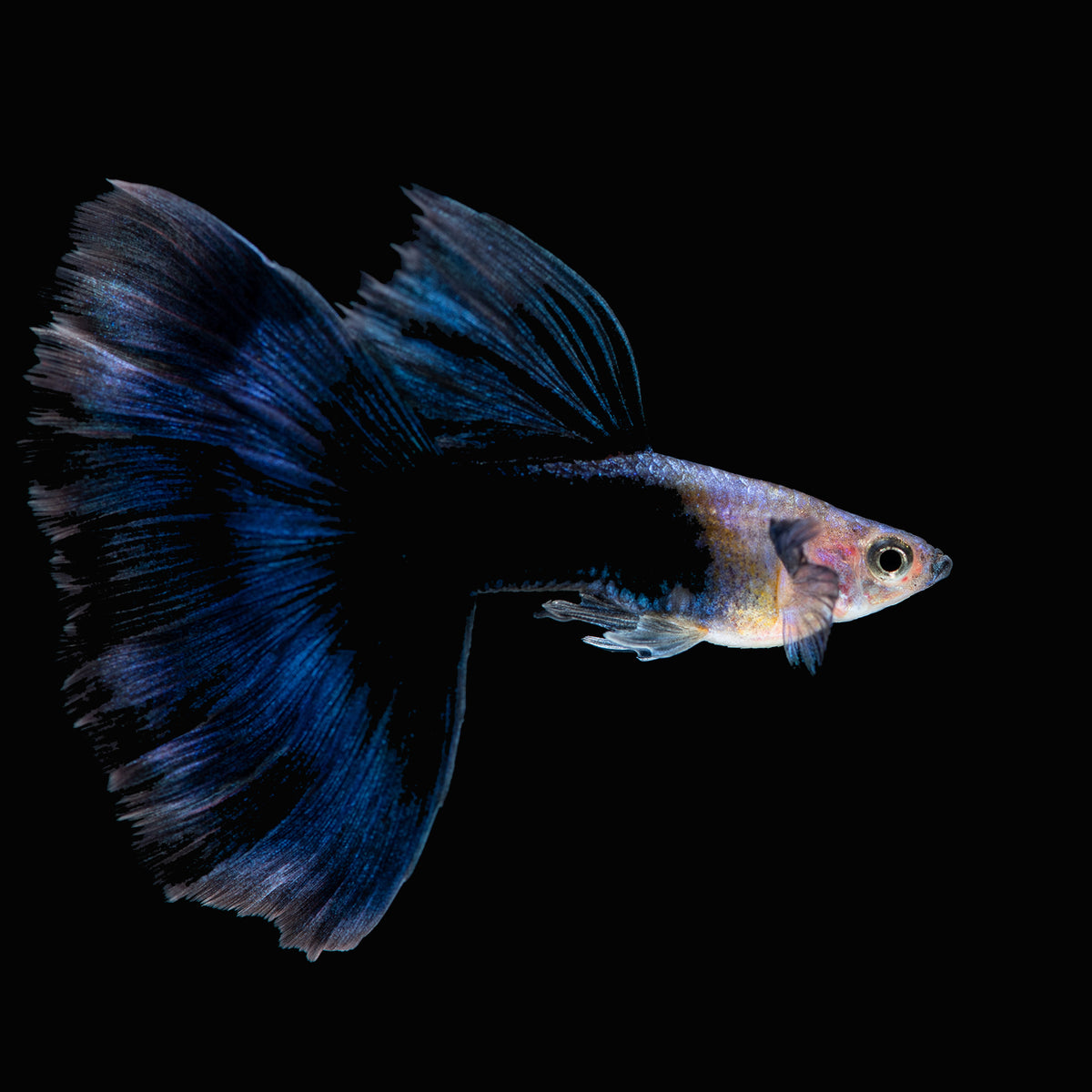 Half Black Blue Guppy Pair – Jadren Aquatics