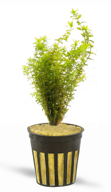 Plants - Baby Teardrops Monte Carlo Potted – Jadren Aquatics